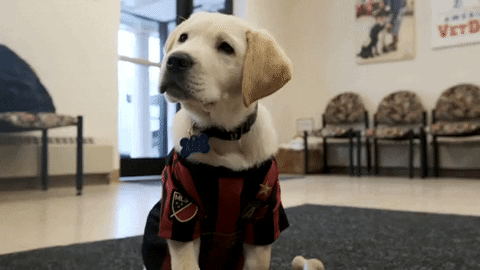 Dog Puppy GIF by Atlanta United - Find & Share on GIPHY