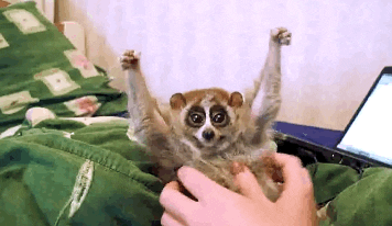 Happiest Lemur Ever GIFs - Find & Share on GIPHY