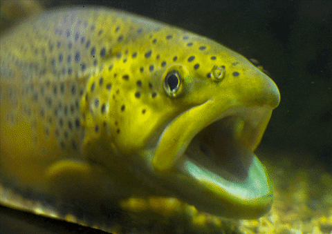 Fish GIF - Find & Share on GIPHY