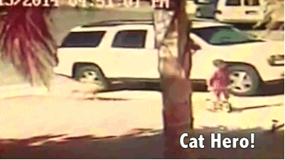 Cat Saves Boy GIFs - Find & Share on GIPHY
