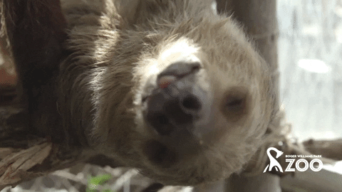 Roger Williams Park Zoo GIF - Find & Share on GIPHY