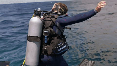 Discovery Dive GIF by Shark Week - Find & Share on GIPHY