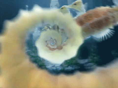 The Salmon Dance GIF by The Chemical Brothers - Find & Share on GIPHY