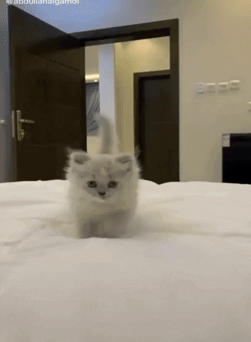 Cats Moments GIF by TikTok Arab - Find & Share on GIPHY