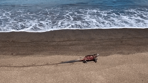 Wildlife Iguana GIF by Field Museum - Find & Share on GIPHY