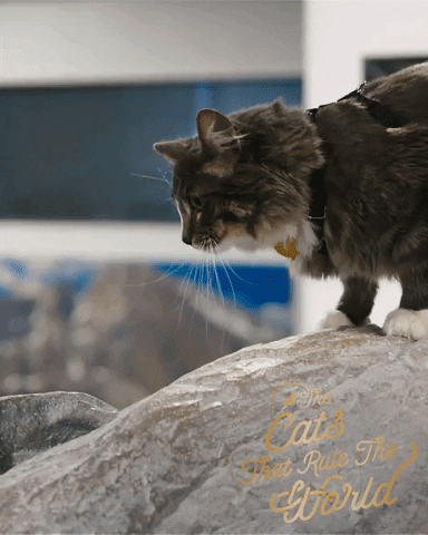 Cats Rule Adventure Cat GIF by Sheba Official - Find & Share on GIPHY