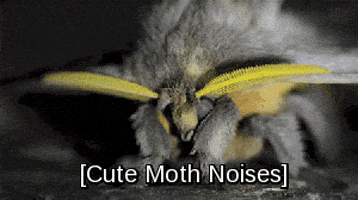 Loop Moth GIF - Find & Share on GIPHY
