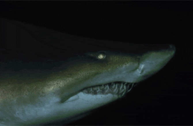 Shark GIF - Find & Share on GIPHY