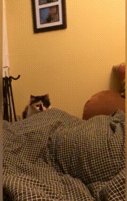 Cat Jumping GIF - Find & Share on GIPHY