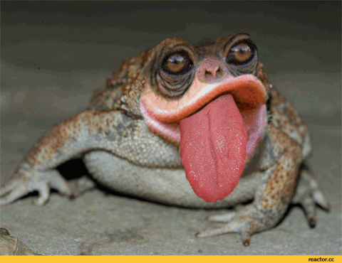 Toad GIFs - Find & Share on GIPHY