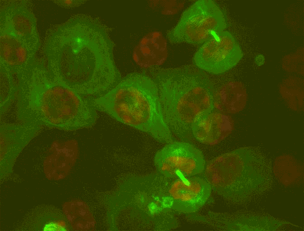 Biology GIF - Find & Share on GIPHY