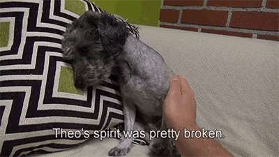 Feel Good Dog GIF by HuffPost - Find & Share on GIPHY