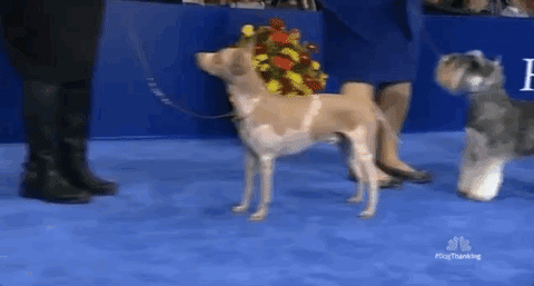 National Dog Show 2018 GIF by NBC - Find & Share on GIPHY