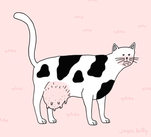 Cat Cow GIF by Juan Billy - Find & Share on GIPHY