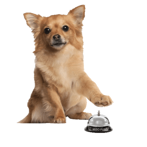 Ringing Bell Dancing Sticker by MISO PUP for iOS & Android | GIPHY