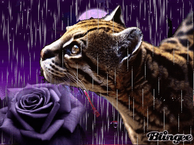 Ocelot GIF - Find & Share on GIPHY