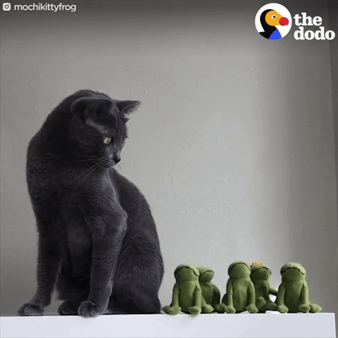 Cat Frog GIF by The Dodo - Find & Share on GIPHY
