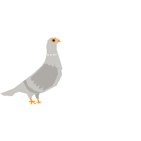 Bird Pigeon Sticker by Redmatters for iOS & Android | GIPHY