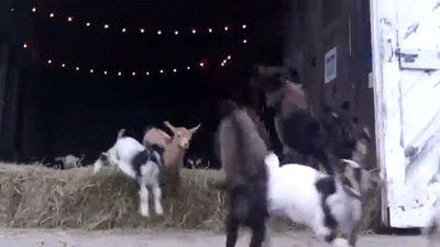 Goats GIF - Find & Share on GIPHY