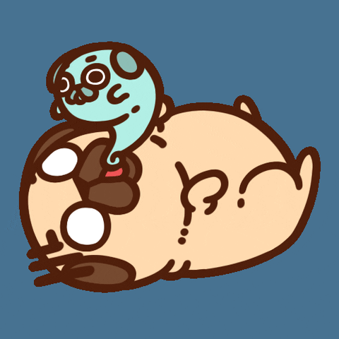Dogs Pugs GIF by Puglie Pug - Find & Share on GIPHY