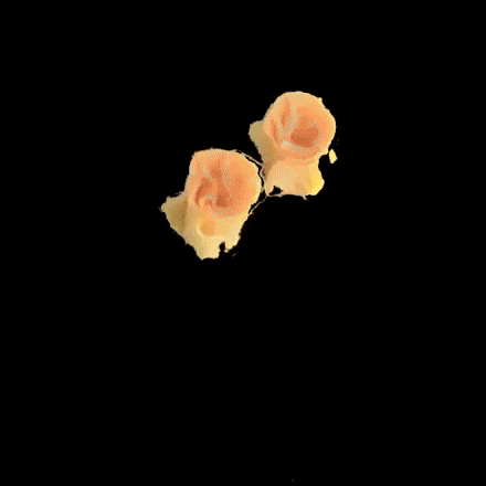 Flower GIF - Find & Share on GIPHY