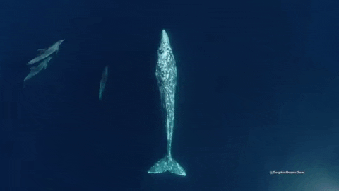 Marine Life Whale GIF by Oceana - Find & Share on GIPHY
