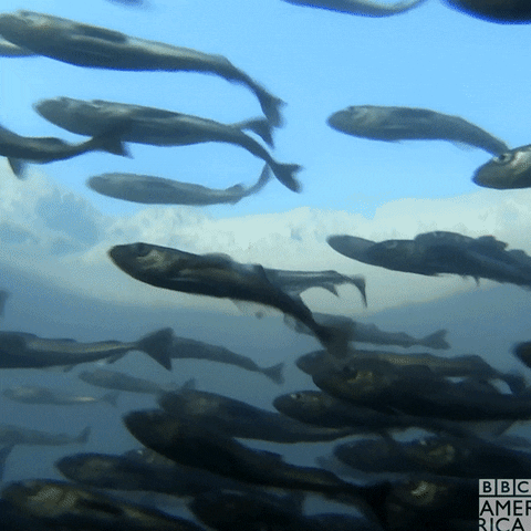 Fish Go GIF by BBC America - Find & Share on GIPHY