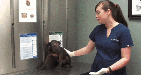 Puppy Treats GIF - Find & Share on GIPHY