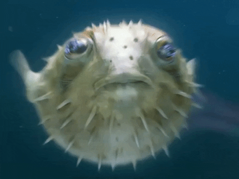 The Salmon Dance GIF by The Chemical Brothers - Find & Share on GIPHY