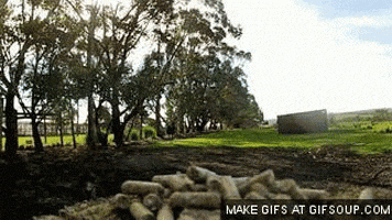 Emus GIFs - Get the best GIF on GIPHY