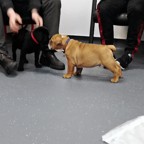 Puppy Bulldog GIF by Positively Pets - Find & Share on GIPHY