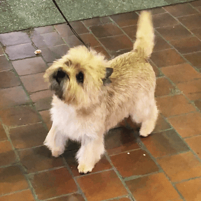 Dog Show GIF by Westminster Kennel Club - Find & Share on GIPHY