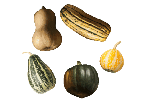 Vegetable Squash Sticker by Farmer J for iOS & Android | GIPHY