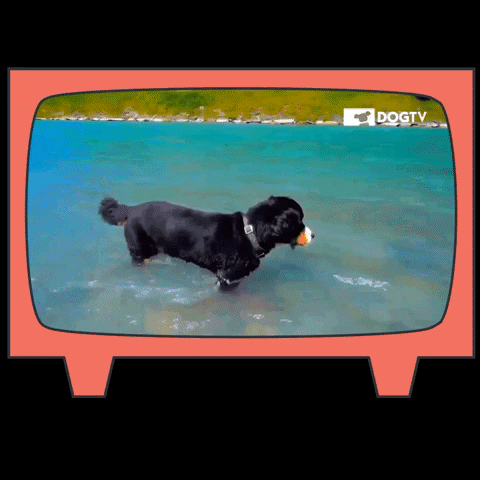 Bernese Mountain Dog GIF by DOGTV - Find & Share on GIPHY