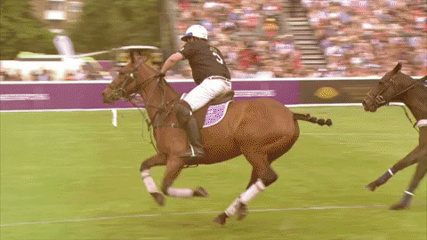 Polo GIF by cpitp - Find & Share on GIPHY
