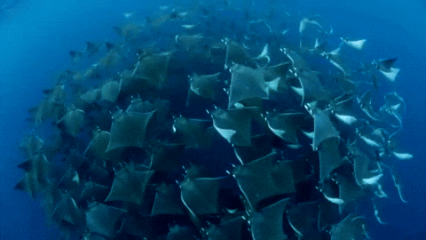 Mesmerizing Marine Life GIF by Oceana - Find & Share on GIPHY