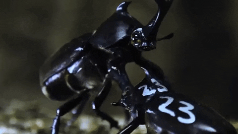 Beetles GIF by Science Friday - Find & Share on GIPHY