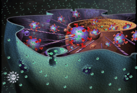 Cell GIF - Find & Share on GIPHY