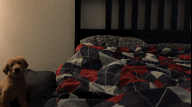 Bed GIF - Find & Share on GIPHY