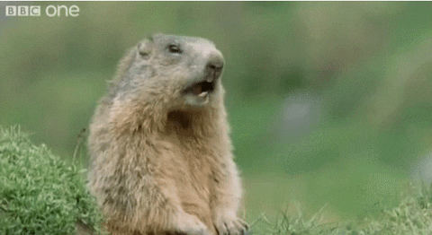 Gopher Alan Memes