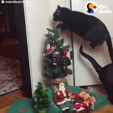 Cat Jumping GIF by The Dodo - Find & Share on GIPHY