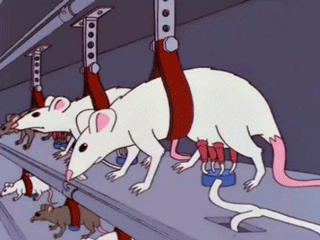 Milk Rat GIF - Find & Share on GIPHY
