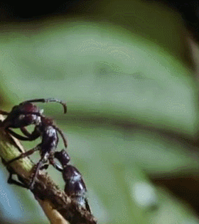 The Fungus GIFs - Find & Share on GIPHY