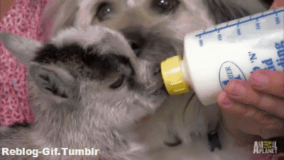 Milk GIF - Find & Share on GIPHY