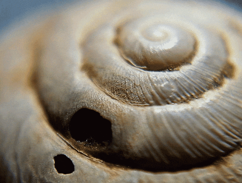 Snail GIFs - Primo GIF - Latest Animated GIFs