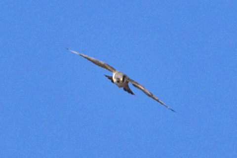 Falcon GIF - Find & Share on GIPHY