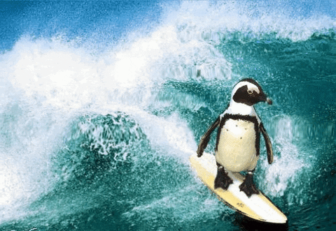 Surfing GIF - Find & Share on GIPHY