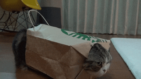Cat Bag GIF - Find & Share on GIPHY