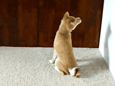 Dog Time GIF - Find & Share on GIPHY