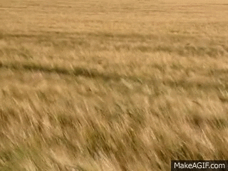 Grass GIF - Find & Share on GIPHY